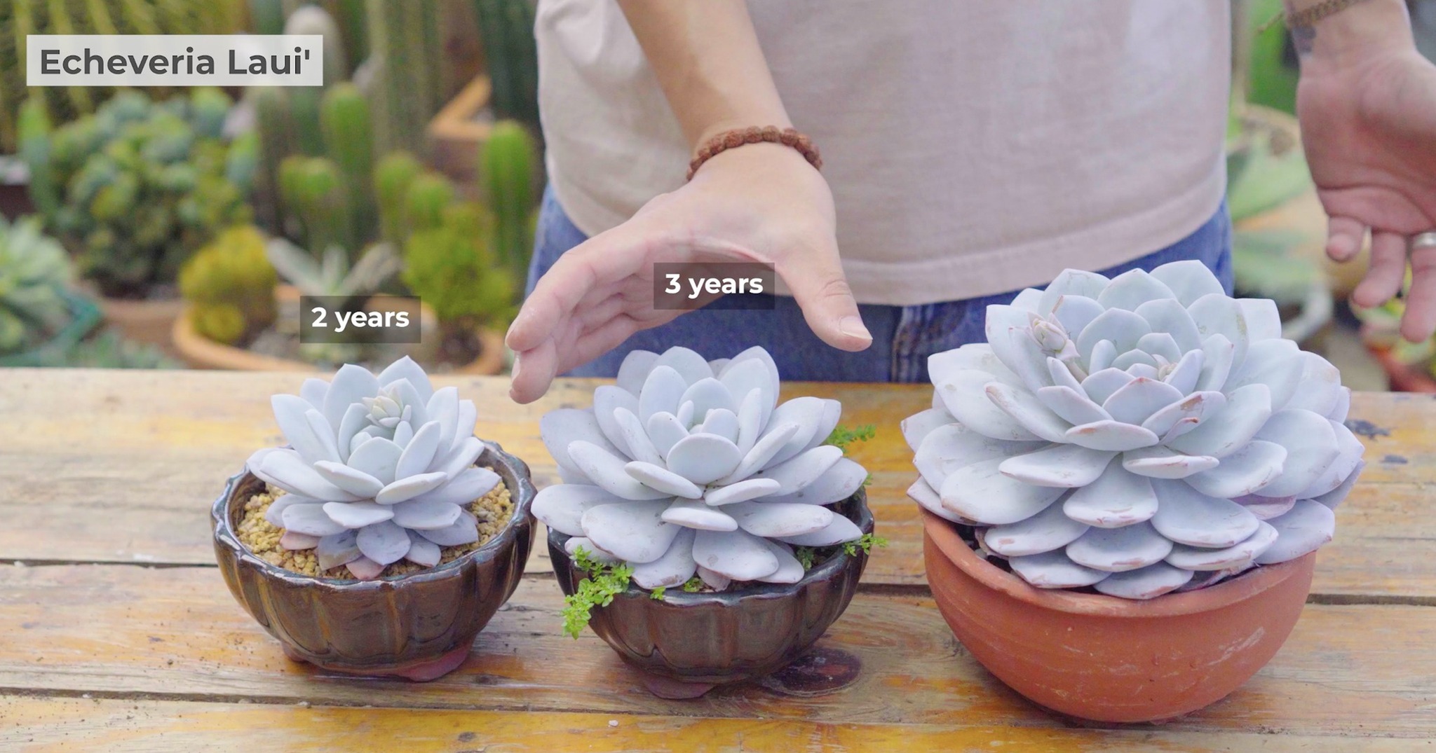 Cách trồng sen đá chuẩn, chia sẻ của người 7 năm trồng sen đá