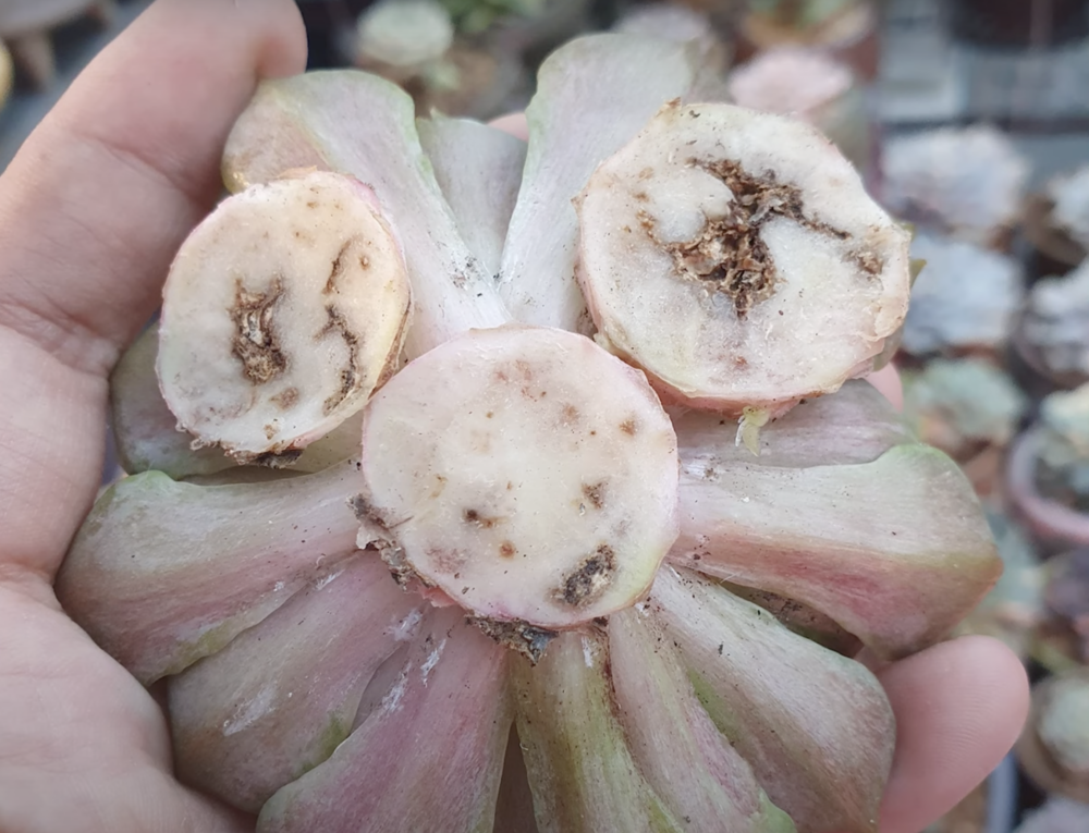 Mọi kiến thức về cây sen đá, 9 năm kinh nghiệm trồng sen đá - Joy Garden